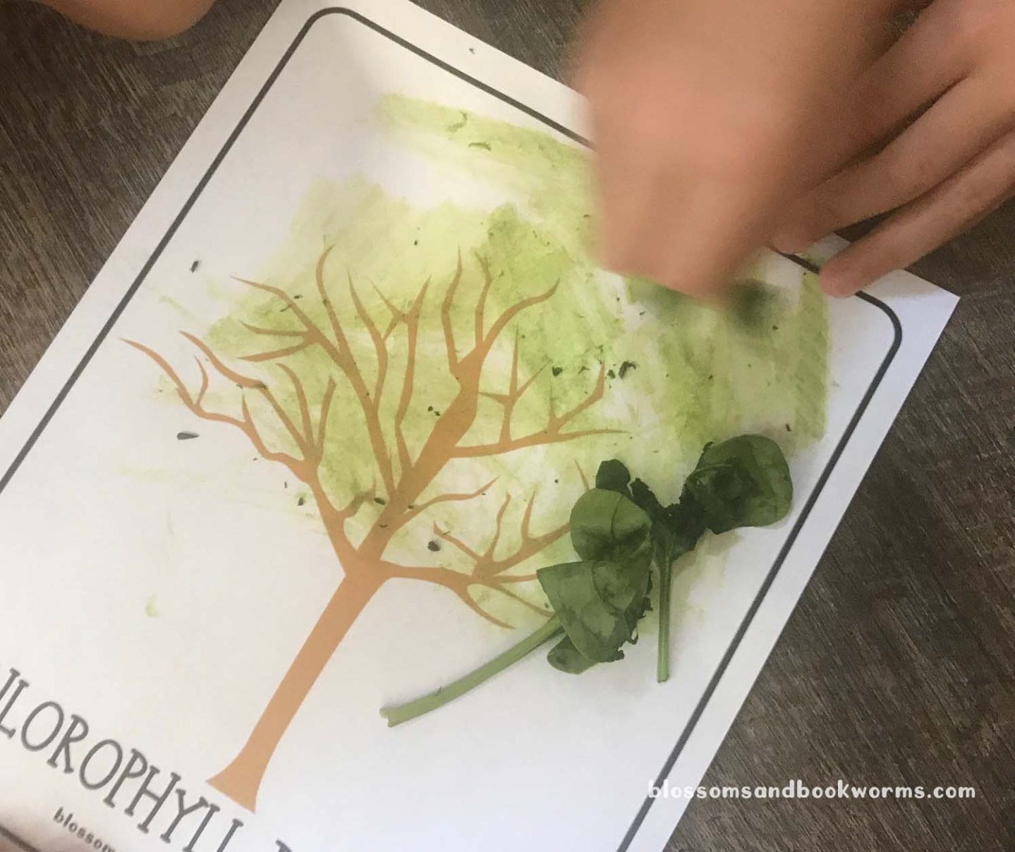Chlorophyll Painting – Blossoms and Bookworms